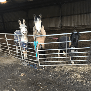 Hayfield Riding School | horse riding school in Stirlingshire