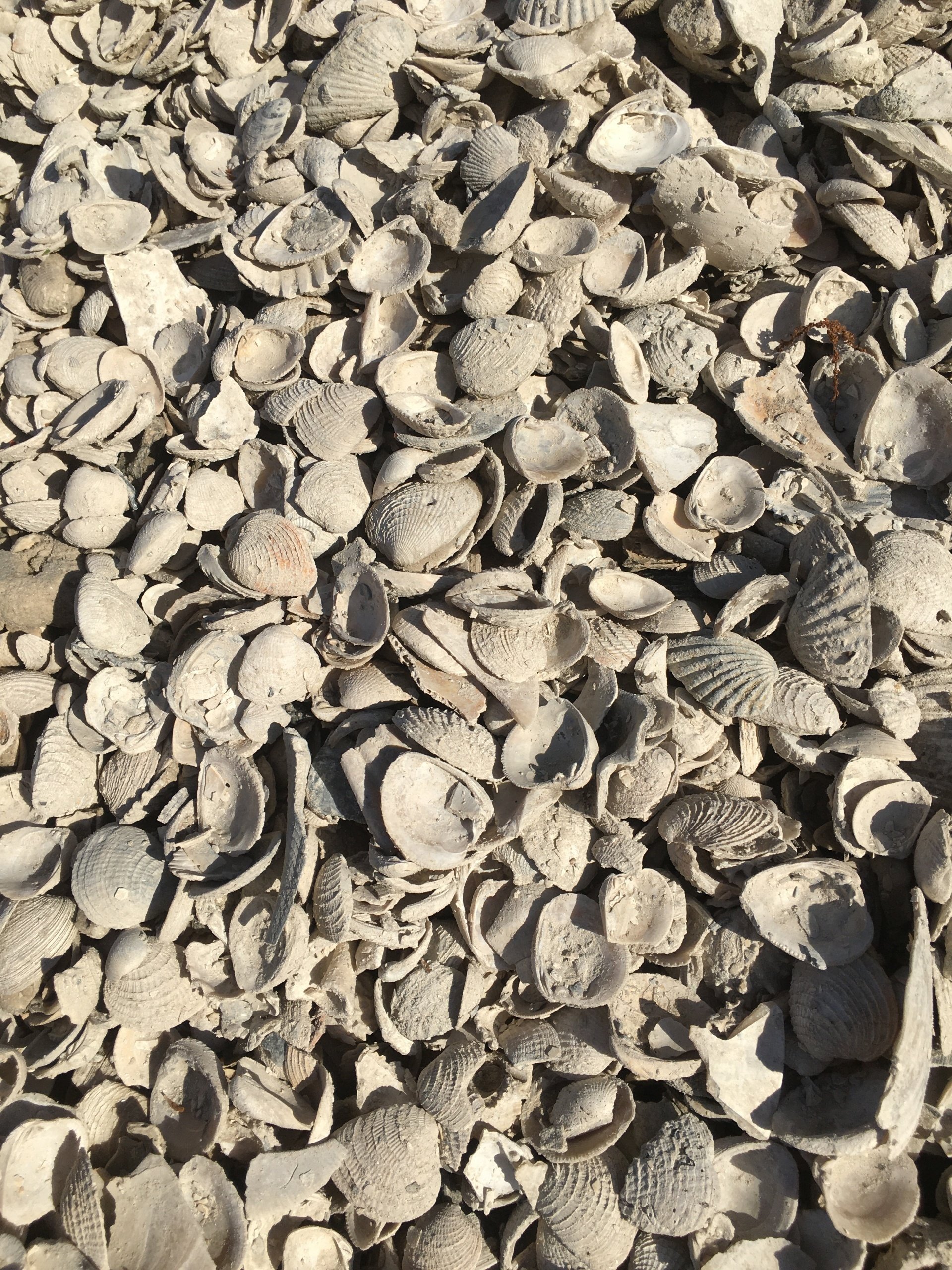 compost - Ruskin, FL - Tampa Crosstie and Landscape Supply, INC