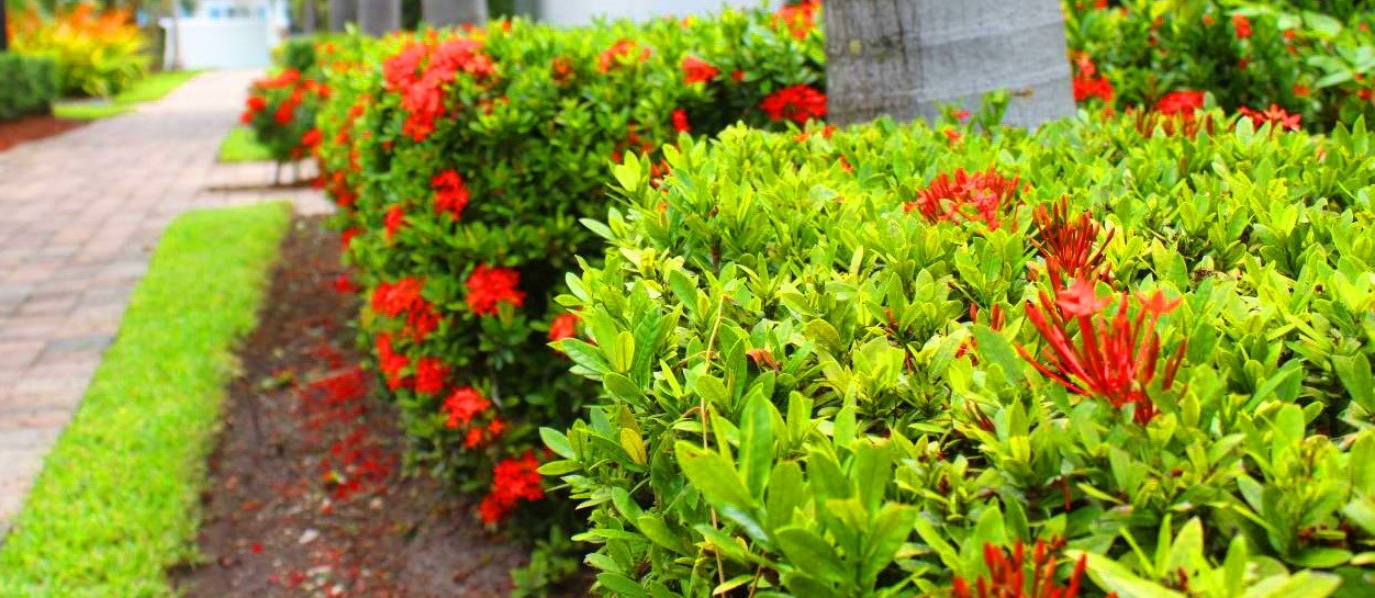 Commercial Landscaping, lawn maintenance, tree trimming
