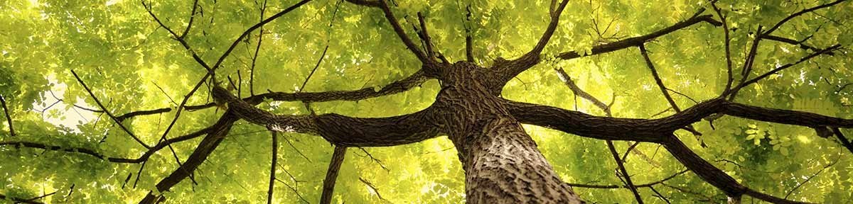 Professional Arborists in Melbourne | Lucas Tree Services