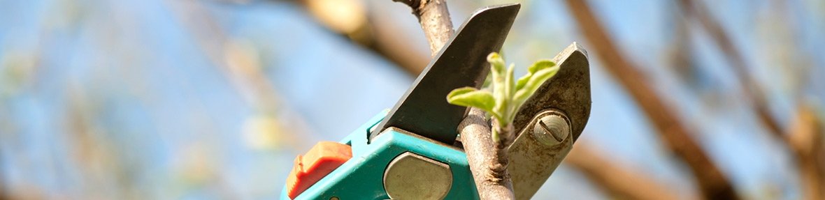 Arborist Melbourne Tree Pruning Lucas Tree Services