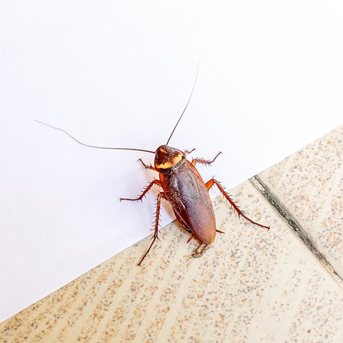 Pest Control | Fort Smith, AR | Extermco Termite & Pest Control