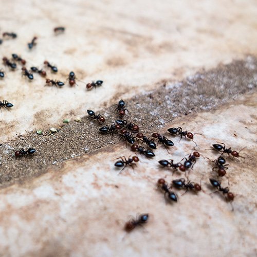 Pest Control | Fort Smith, AR | Extermco Termite & Pest Control