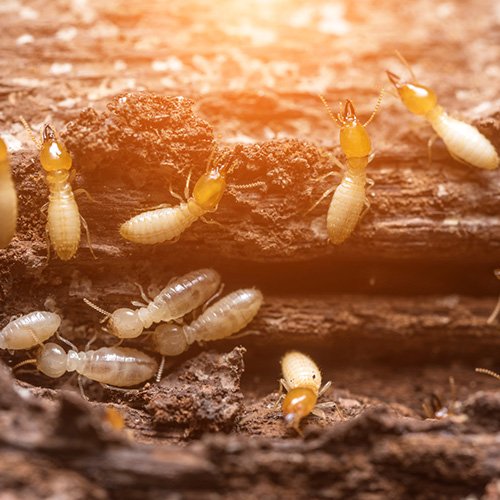 Pest Control | Fort Smith, AR | Extermco Termite & Pest Control