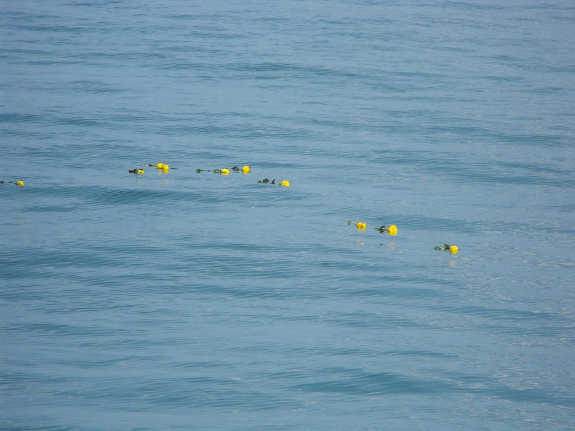 Ashes at Sea, Scattering ashes at sea, how to scatter ashes at sea