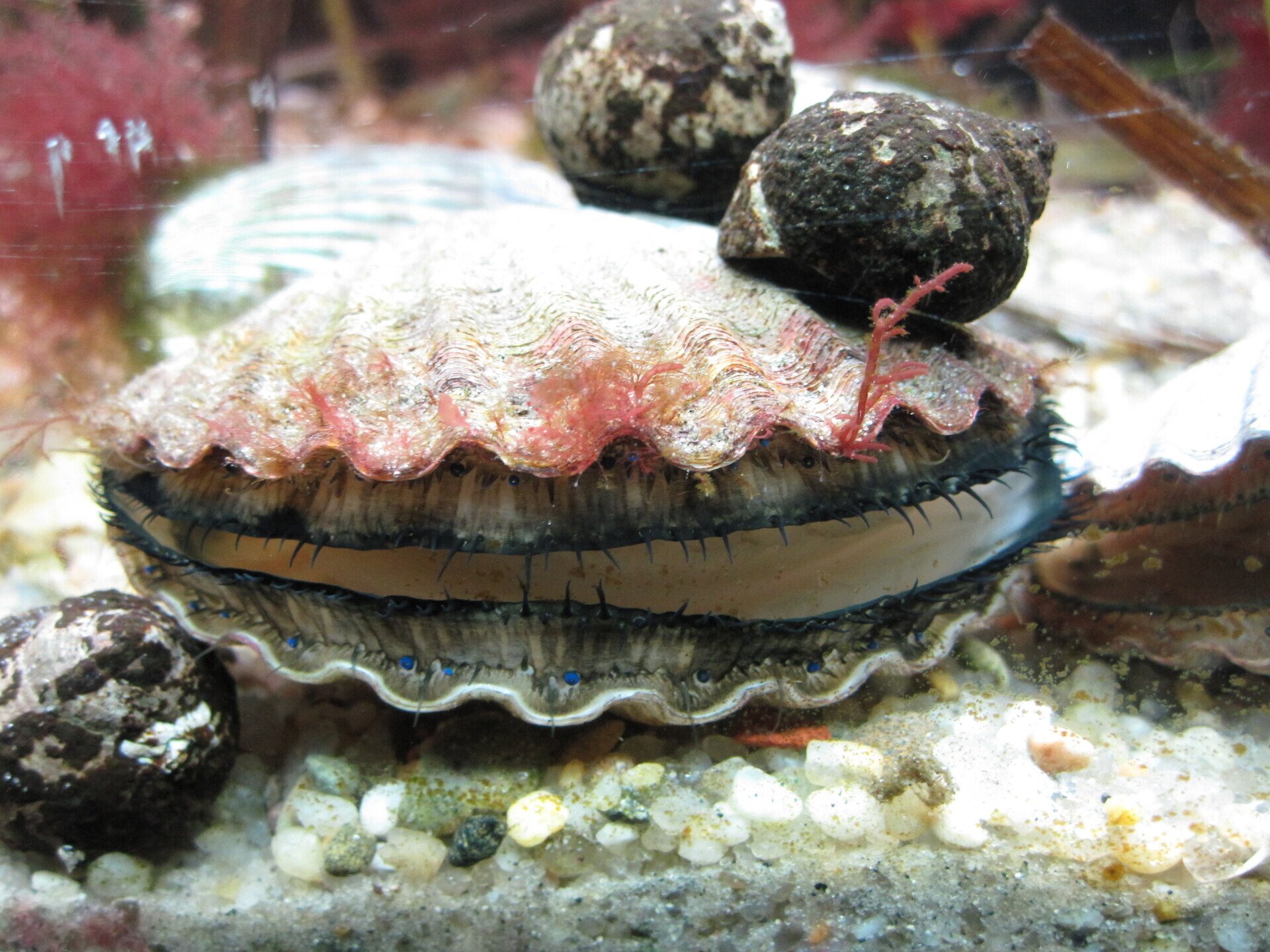 Nantucket Bay Scallops | Marine Science | Maria Mitchell Association