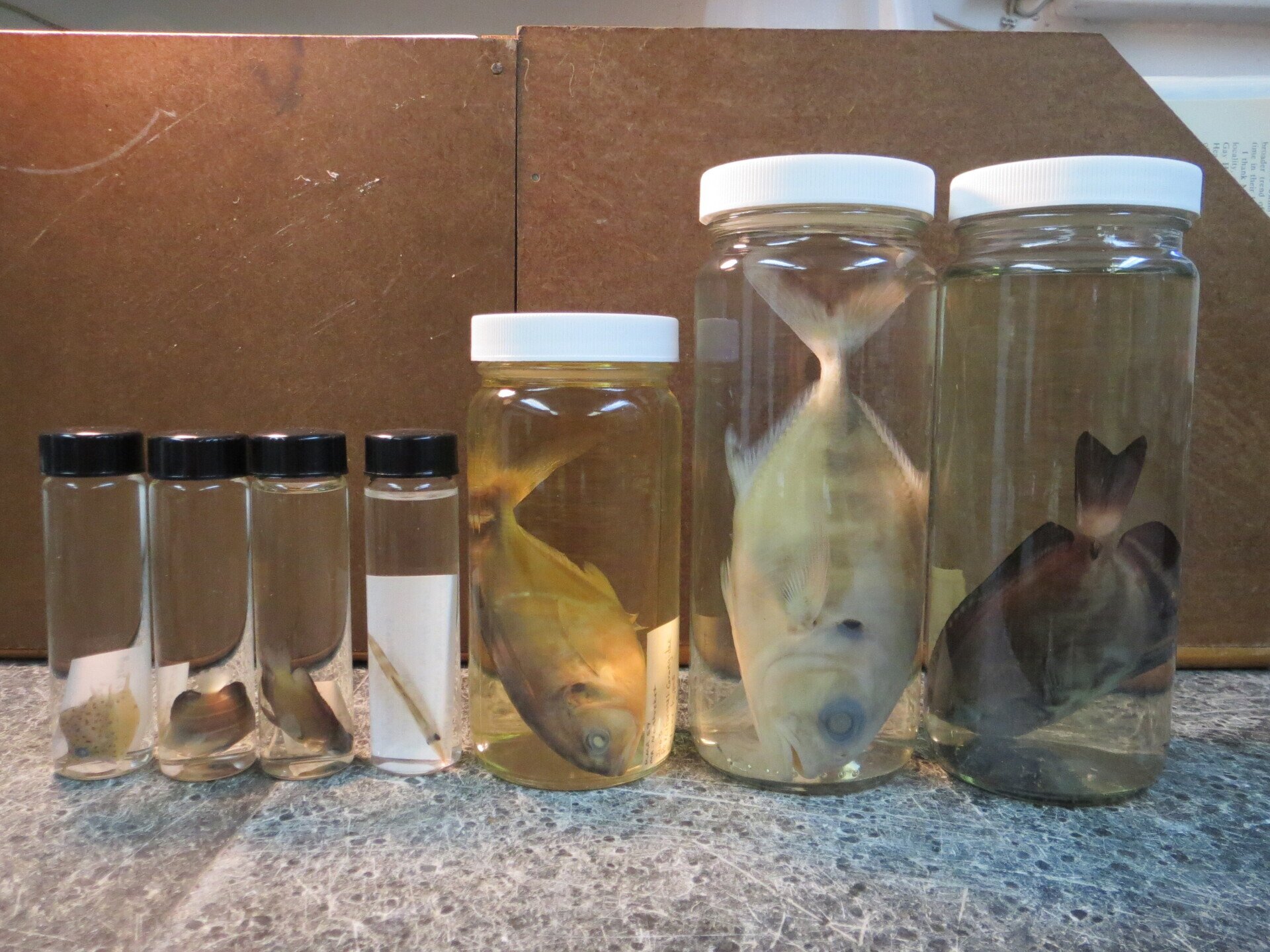 Natural Science Collection | Maria Mitchell Association