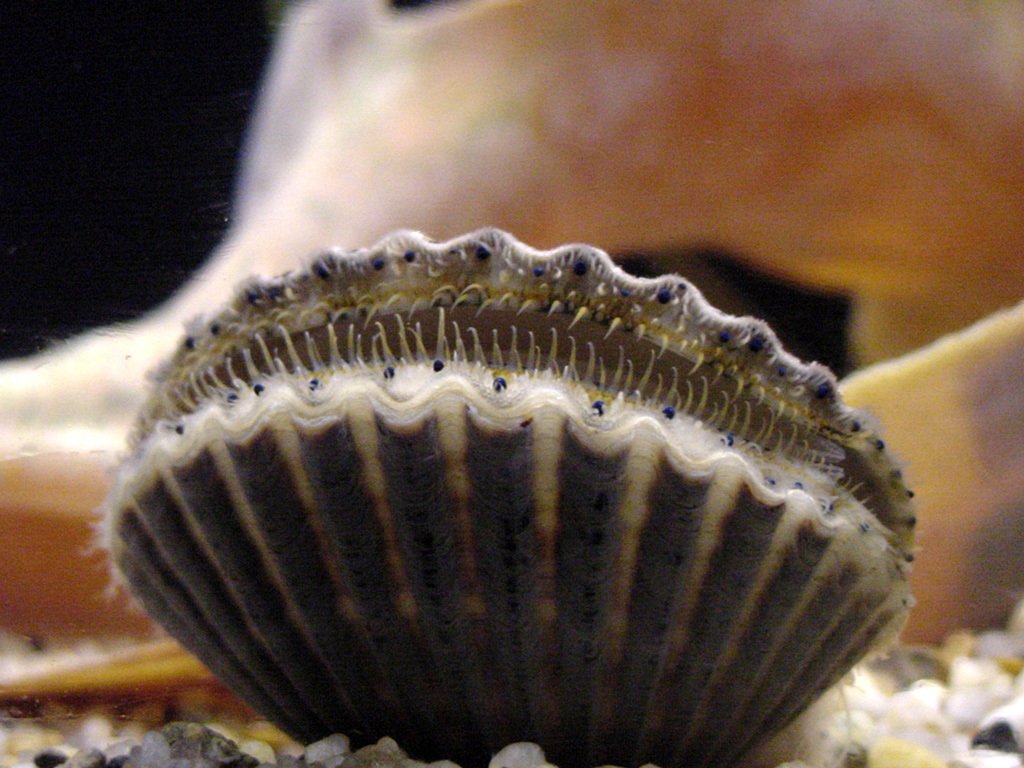 Nantucket Bay Scallops | Marine Science | Maria Mitchell Association