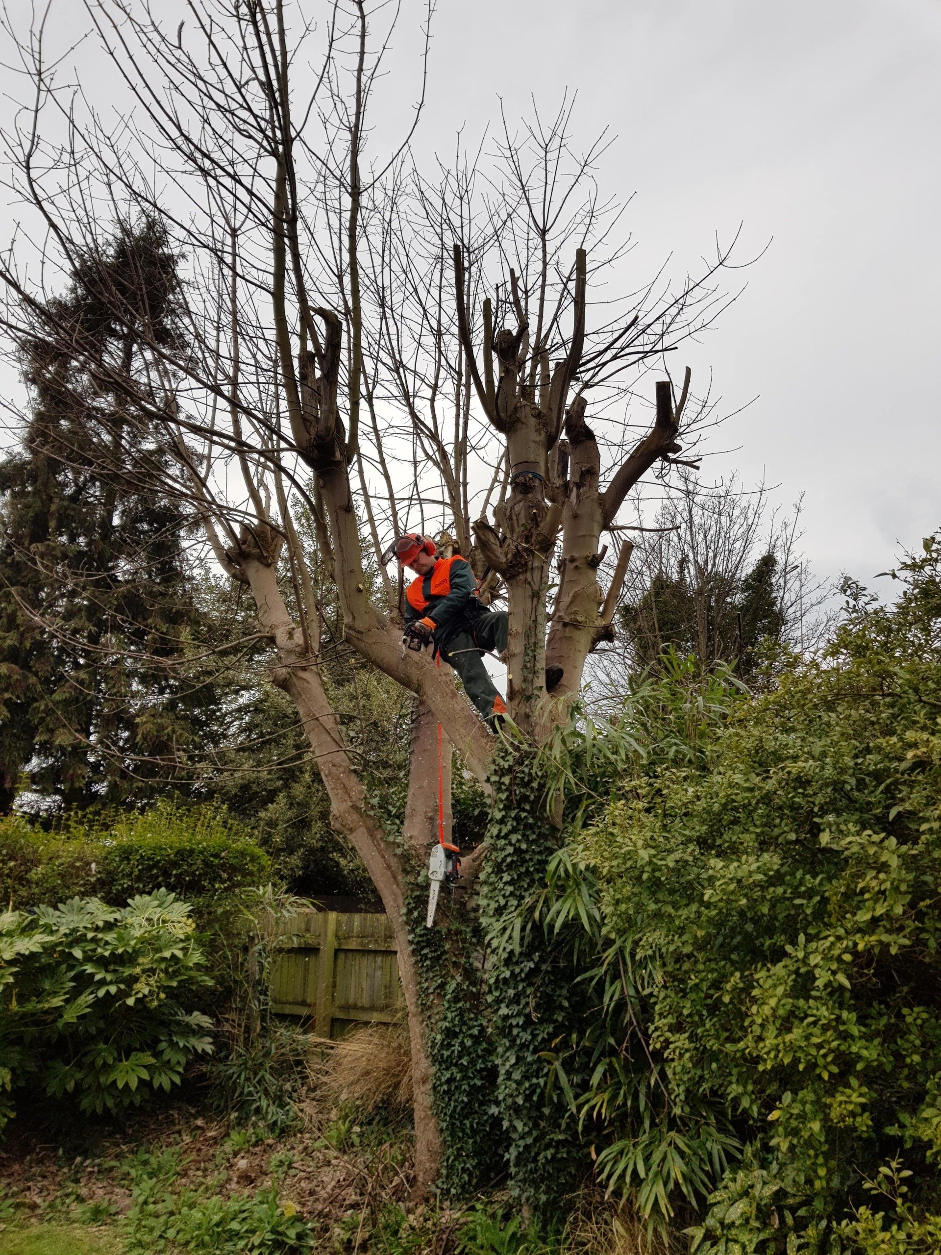 Tree felling services | GT Trees & Gardens