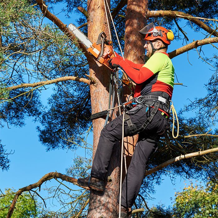Commercial/Residential Tree Service Company | Arvada, CO | High Prairie ...