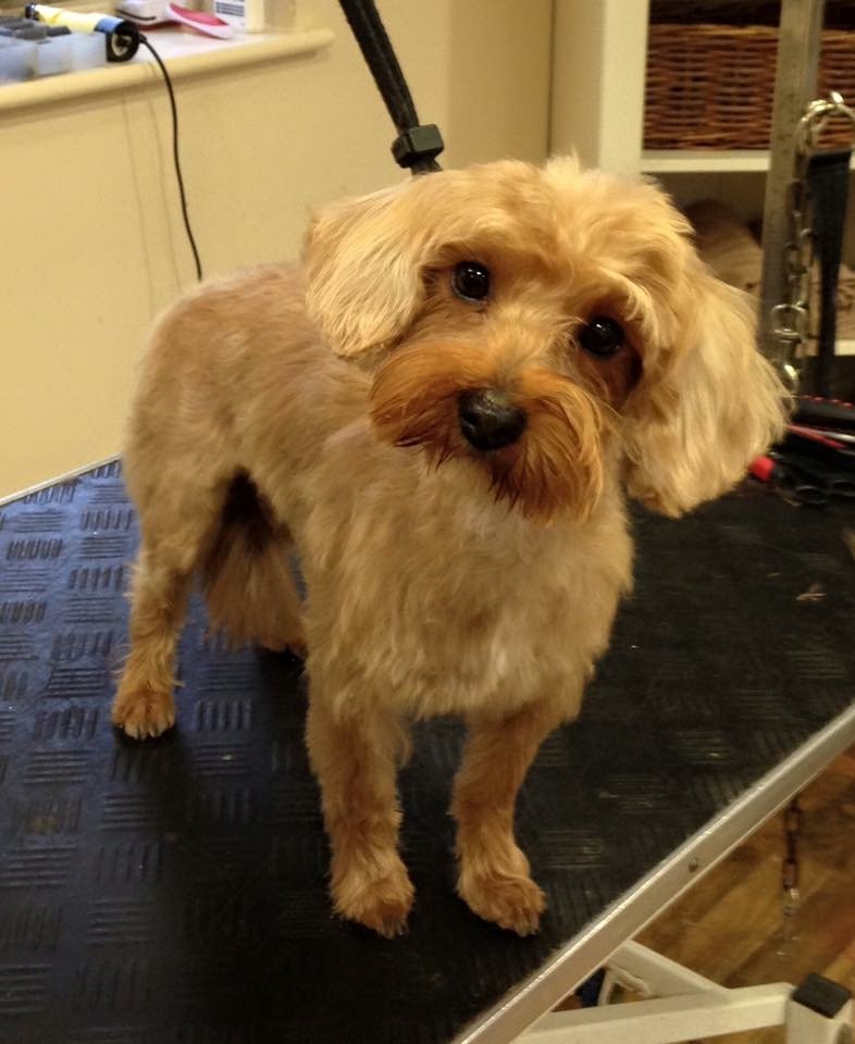 Dog parlour | The Parlour