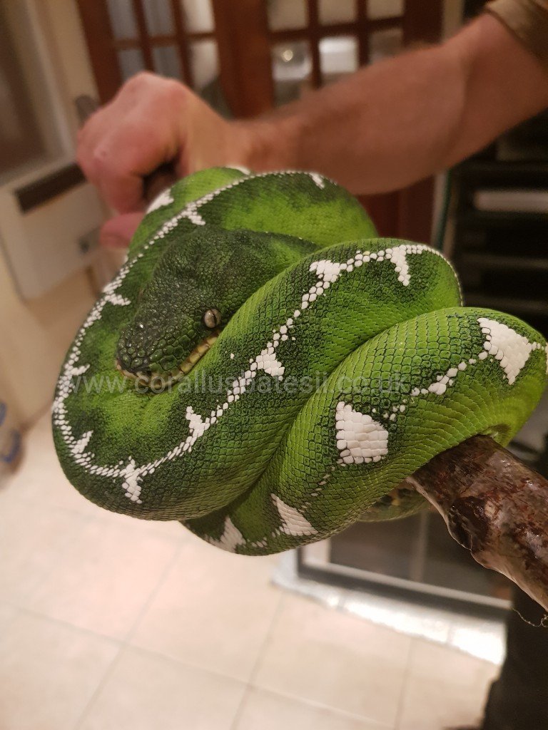 Home [corallusbatesii.co.uk]