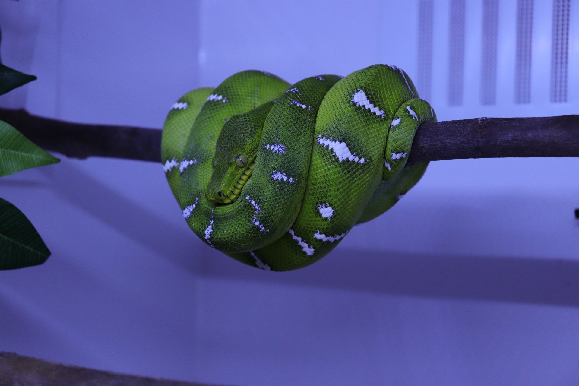 Home [corallusbatesii.co.uk]