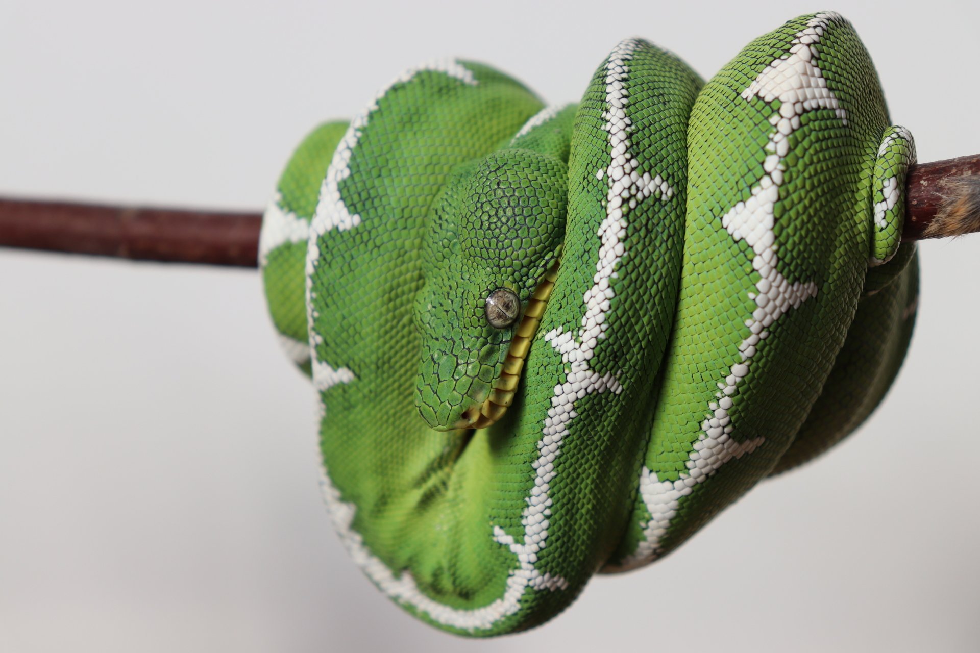 Home [www.corallusbatesii.co.uk]