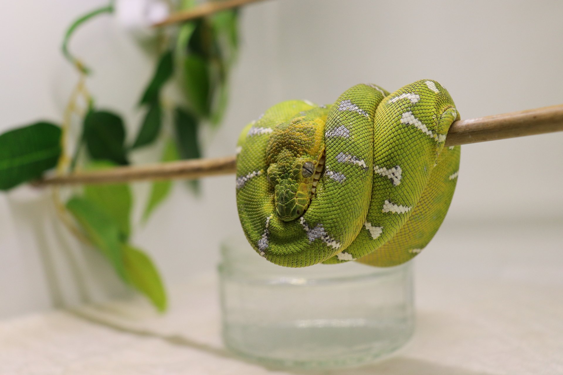 Home [www.corallusbatesii.co.uk]