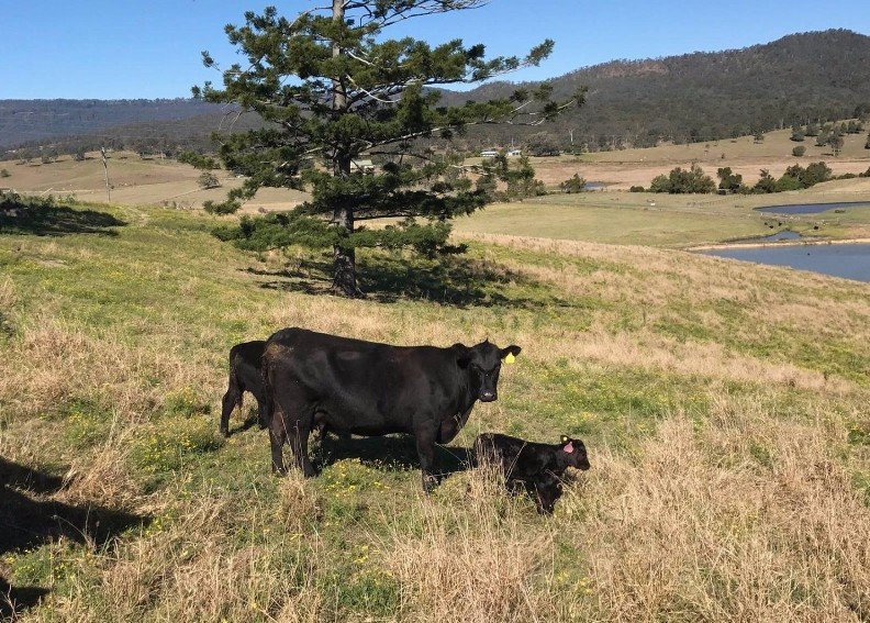 Cochrane Angus - Jimboomba, QLD - Photos