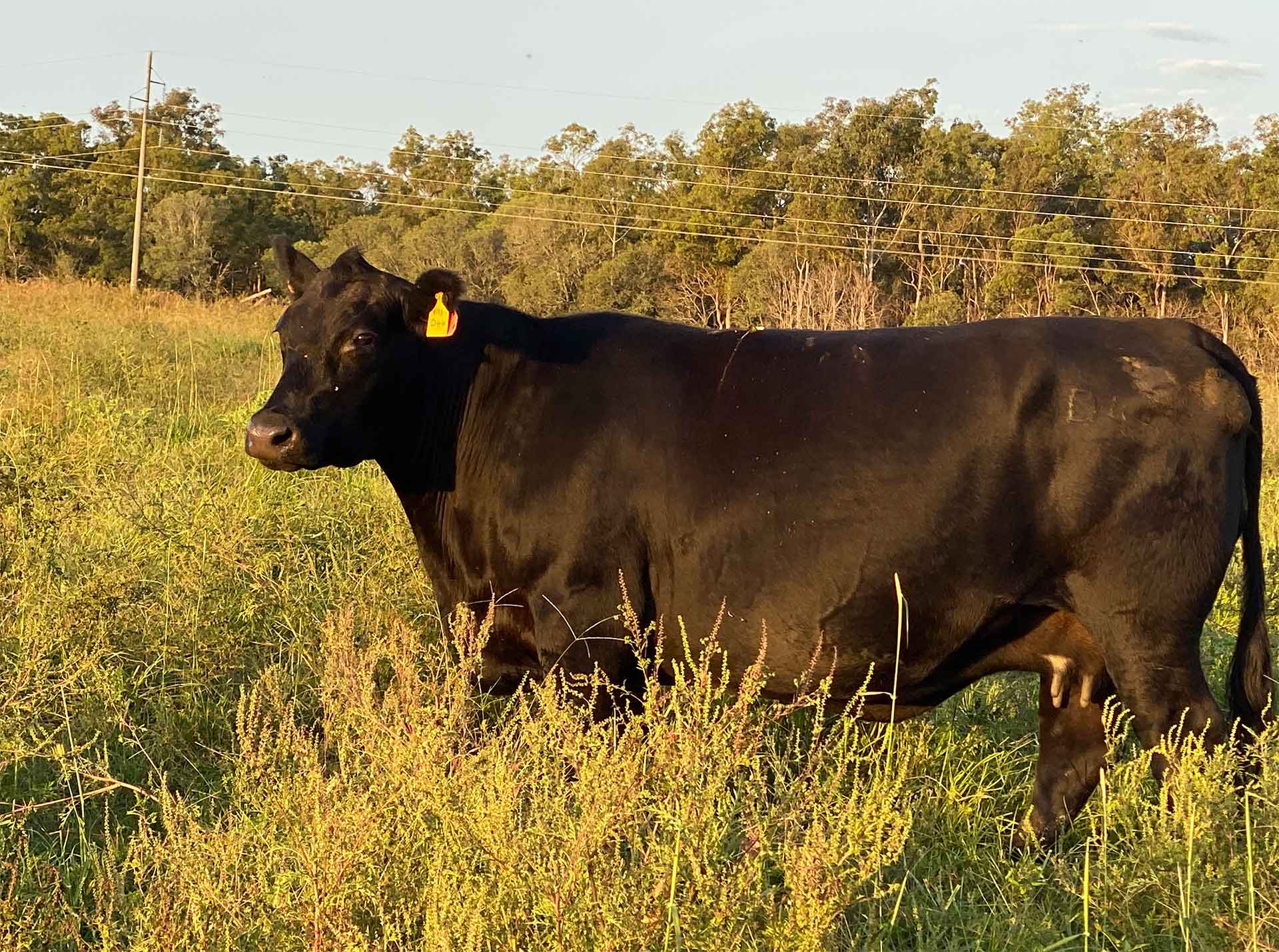 Cochrane Angus - Jimboomba, QLD - Angus Females