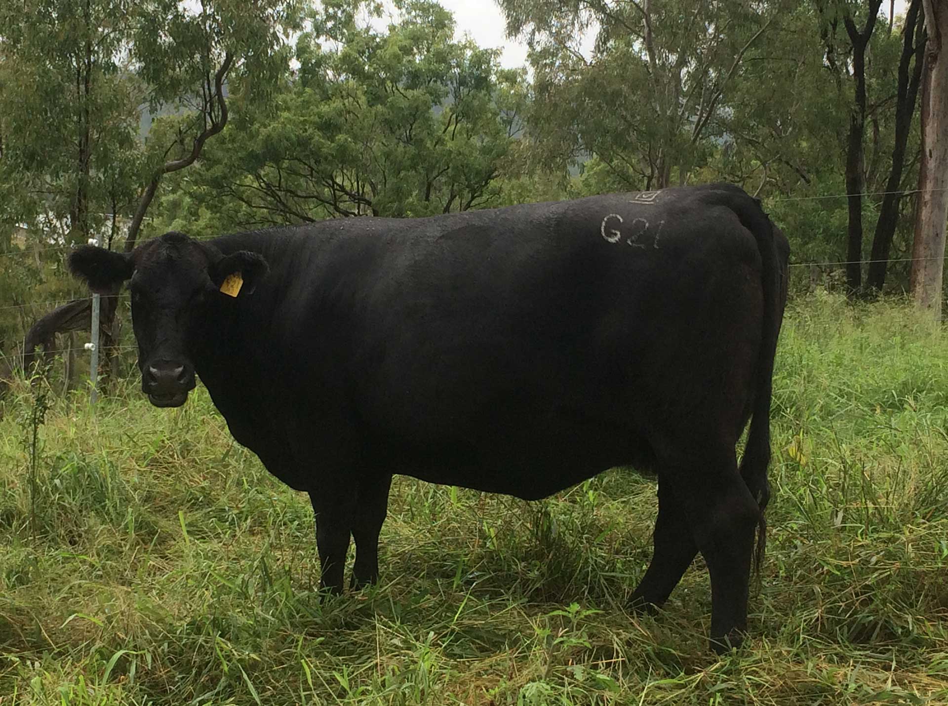 Cochrane Angus - Jimboomba, QLD - Angus Females