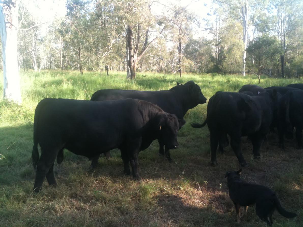 Cochrane Angus - Jimboomba, QLD - Photos