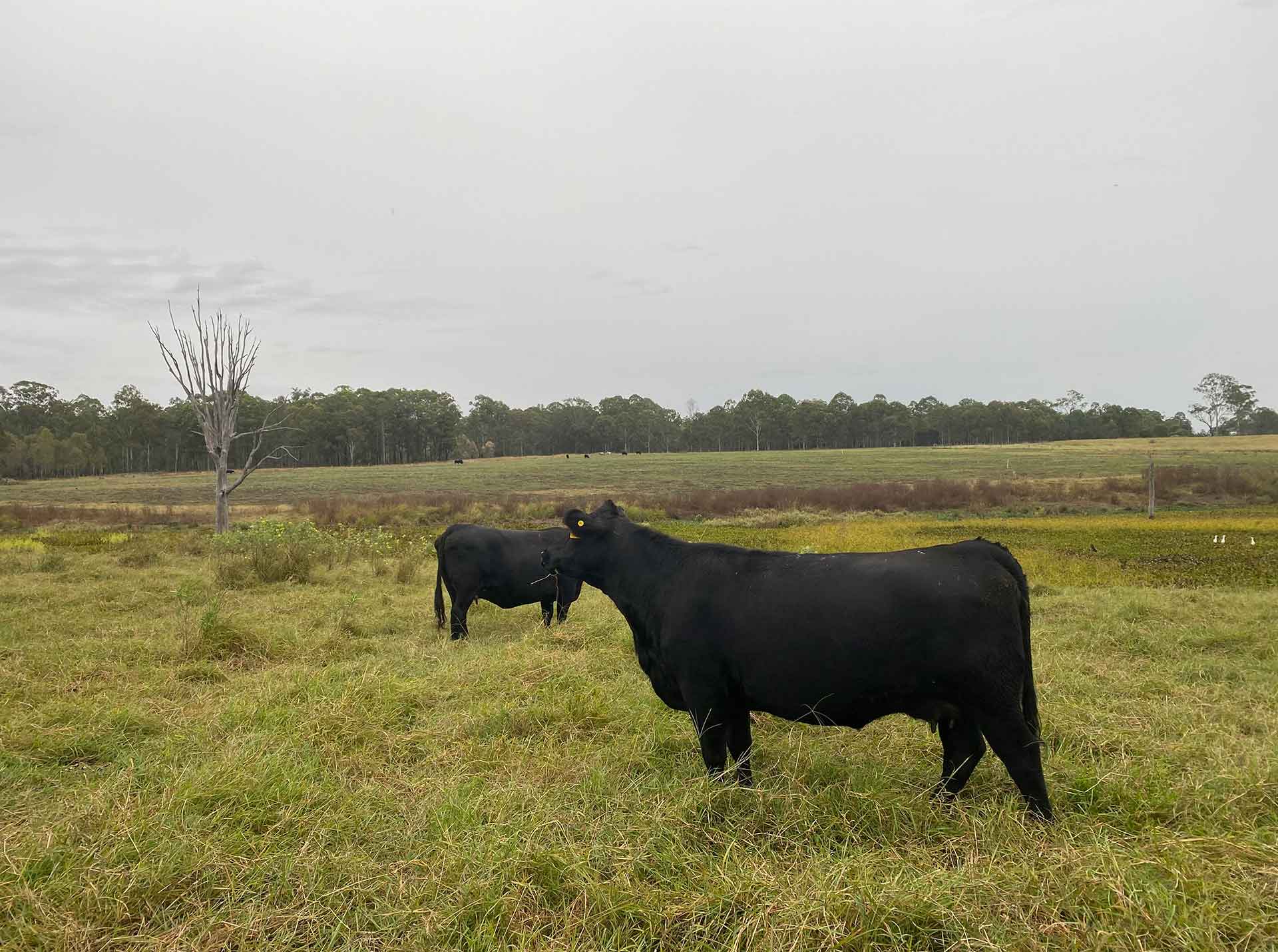 Cochrane Angus - Jimboomba, QLD - Angus Females