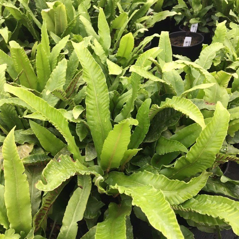 Golden Spruce Nurseries