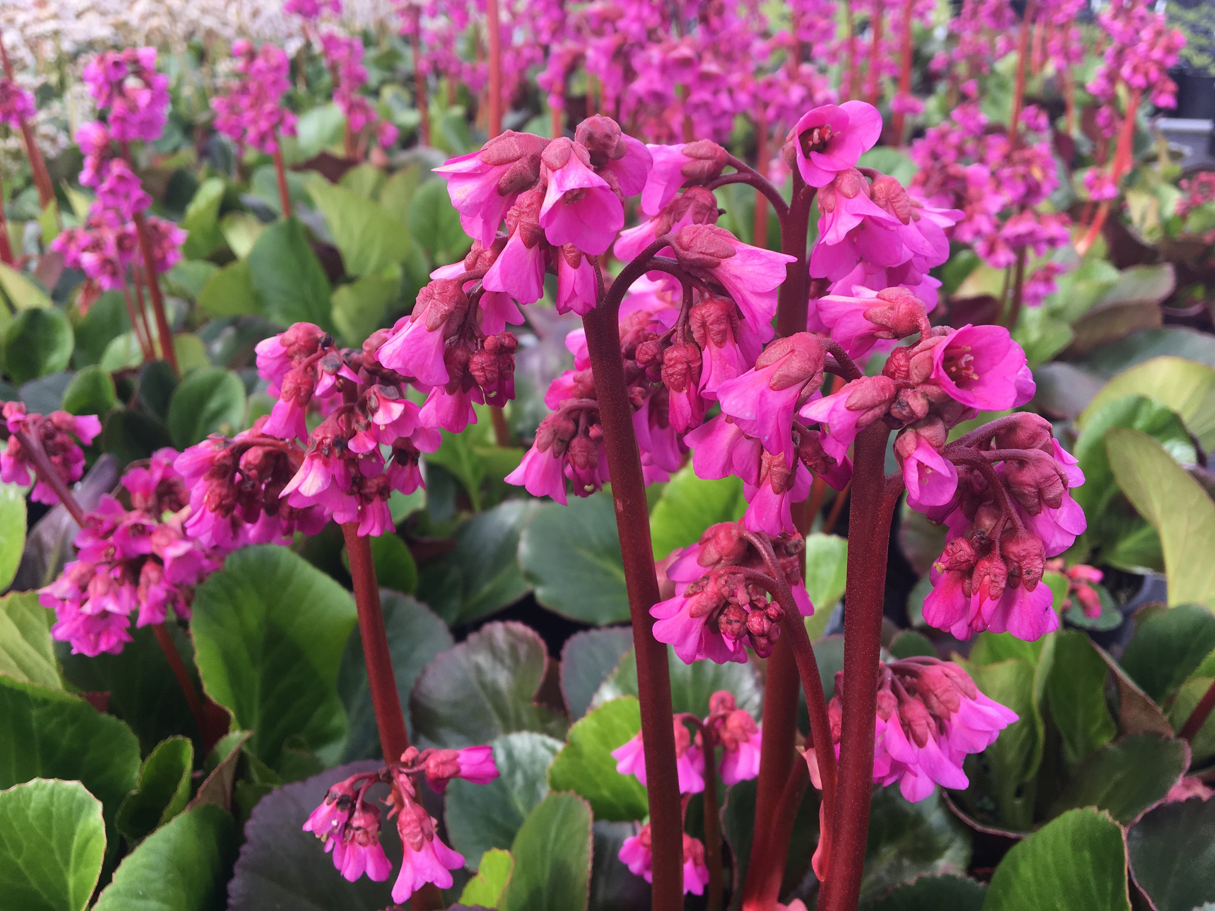 Golden Spruce Nurseries