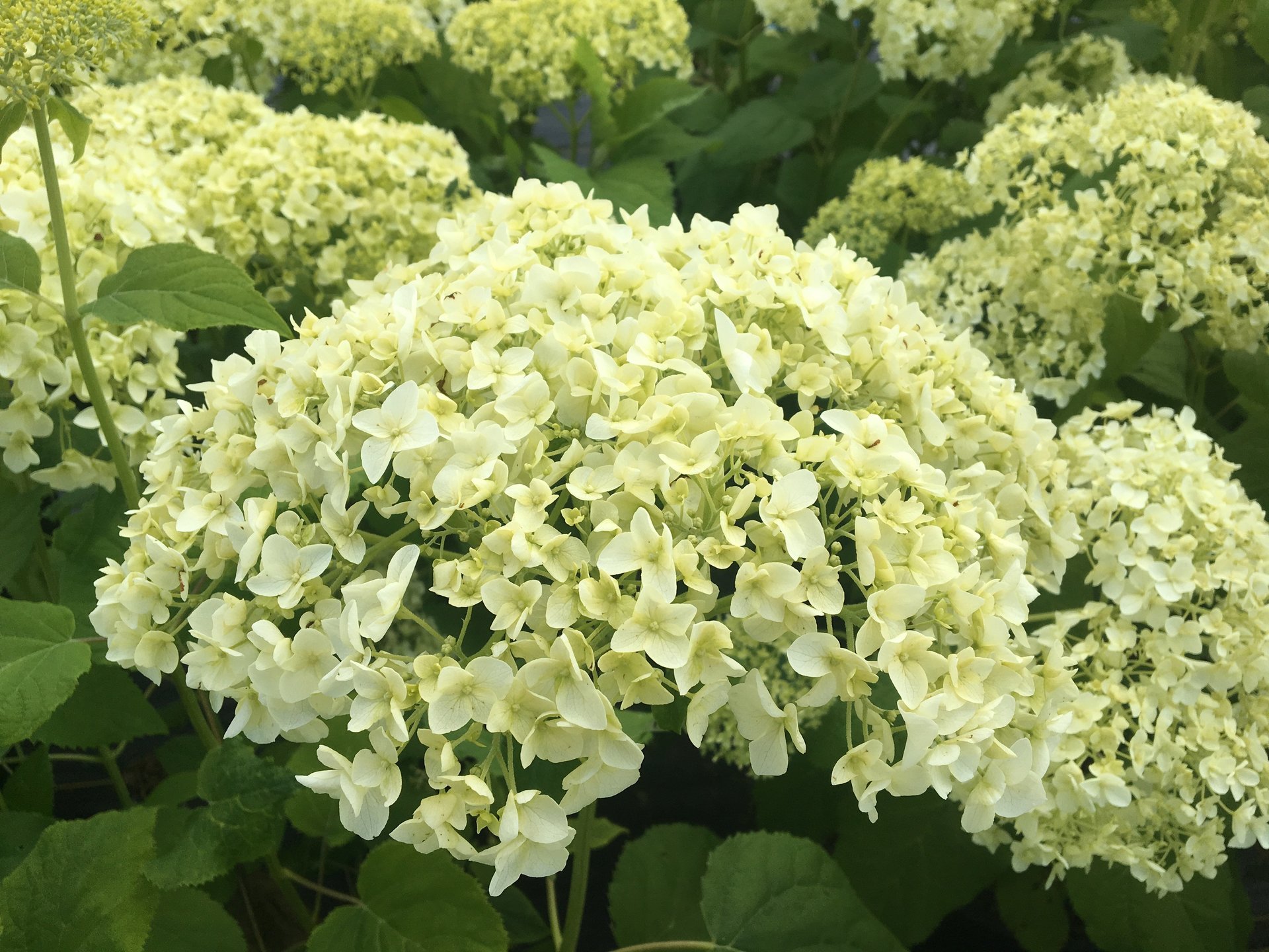 Golden Spruce Nurseries