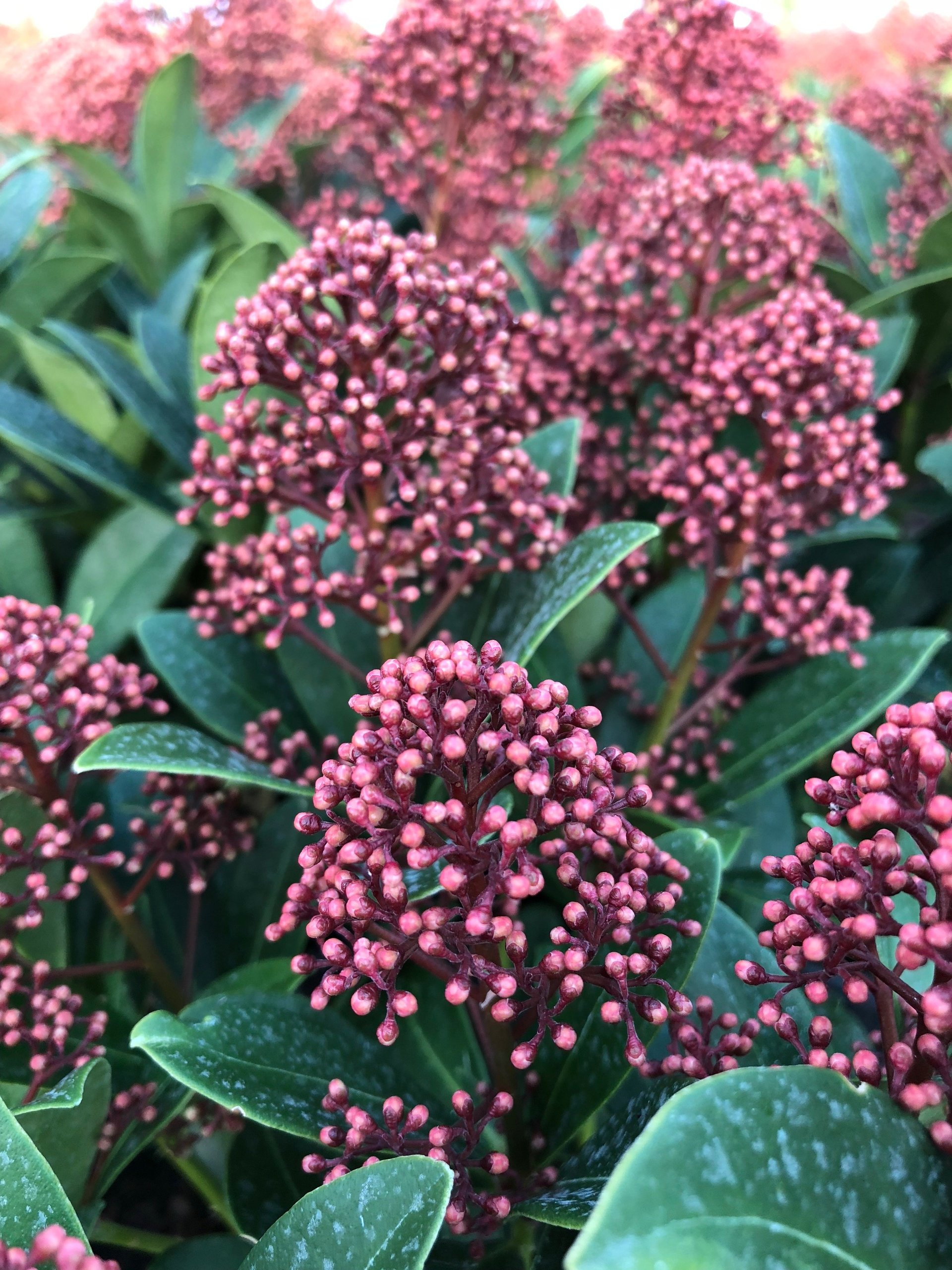 Golden Spruce Nurseries