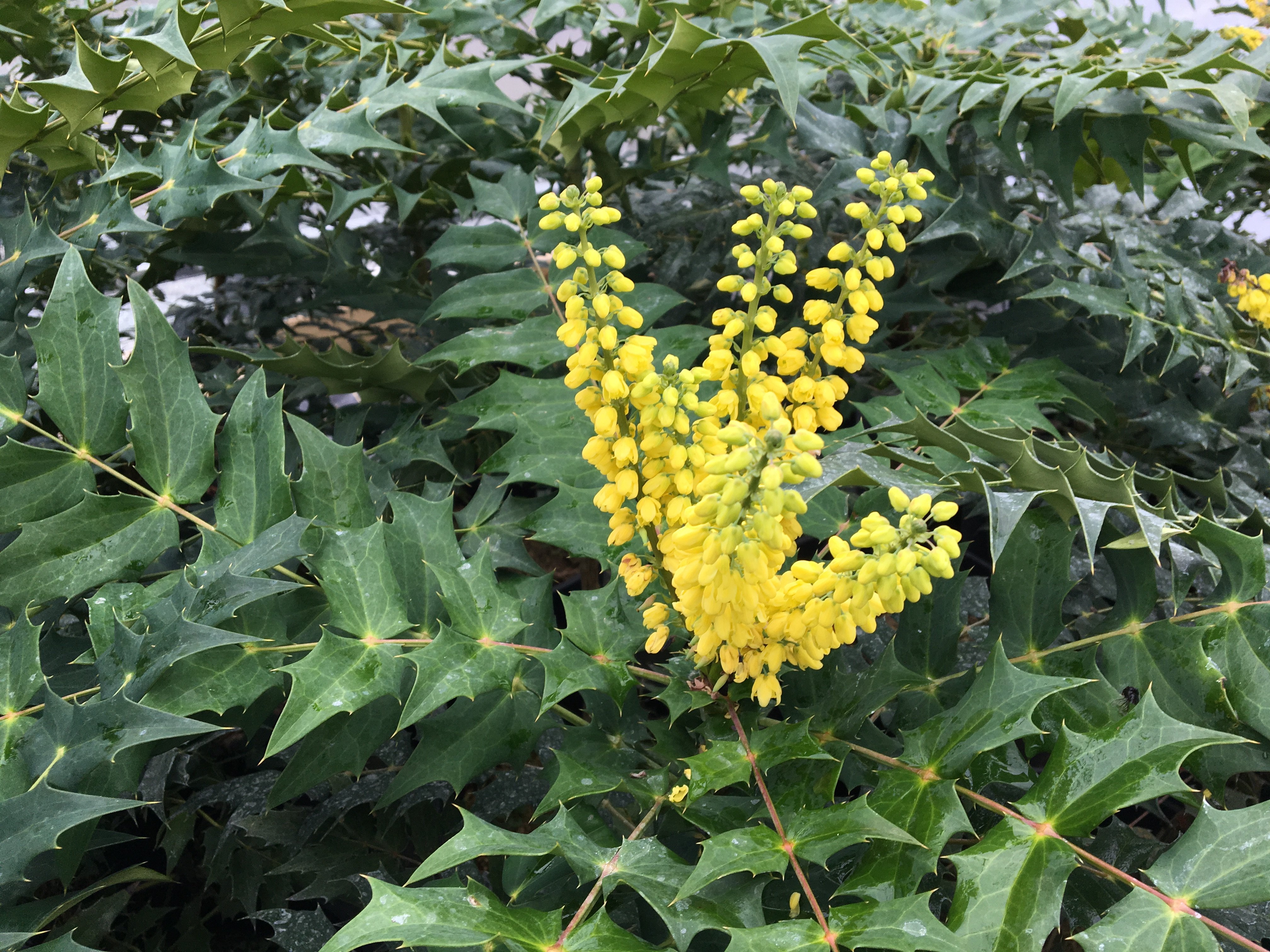 Golden Spruce Nurseries