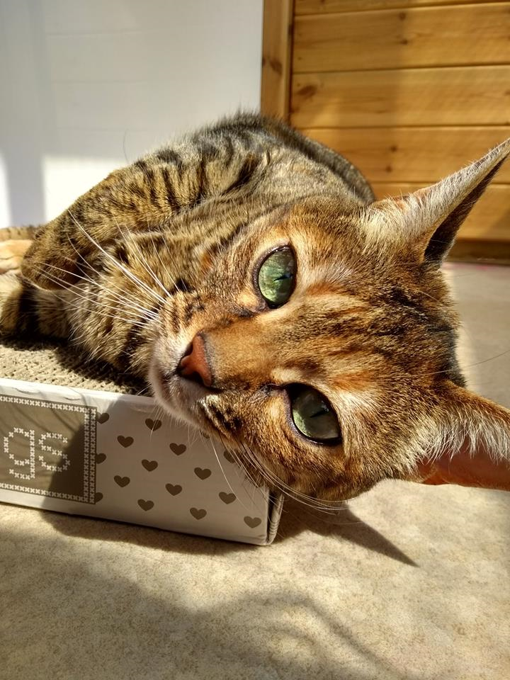 Exceptional Cattery & Boarding in Flore | Cloverlea Cattery