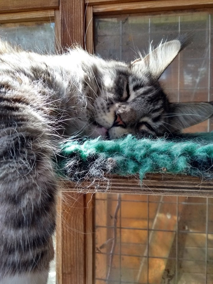 Cat vacation | Cloverlea Cattery