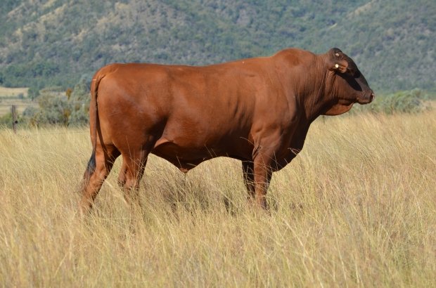 Bulls for sale | Gouron Creek Senepol