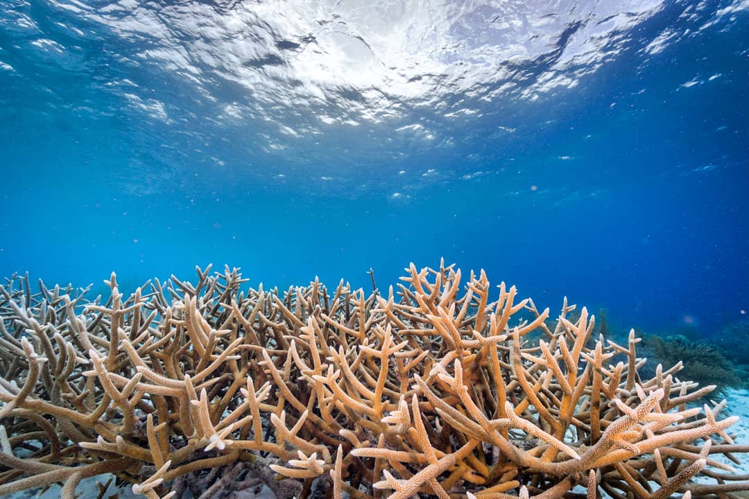 Reef Renewal