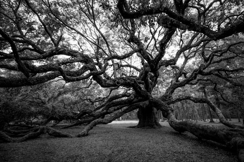 Canopy - Trees & Fall Foliage Fine Art Photography | Audra J Shields