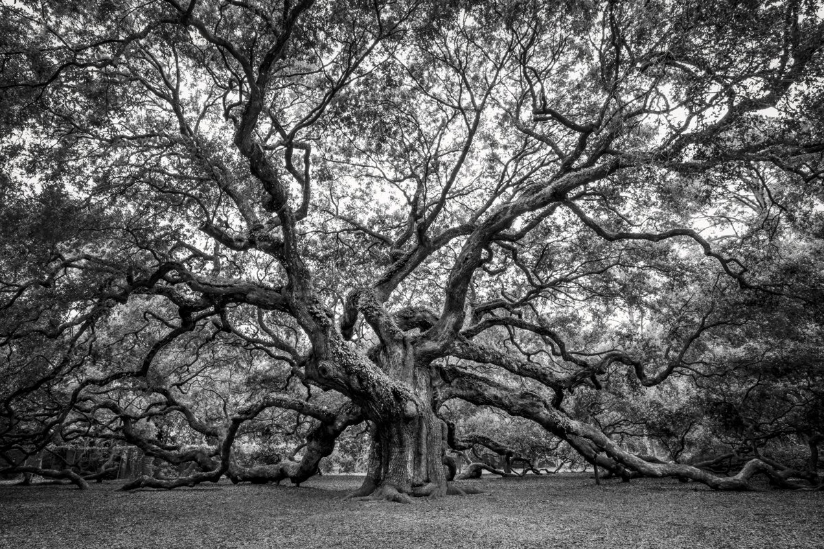 Canopy - Trees & Fall Foliage Fine Art Photography | Audra J Shields