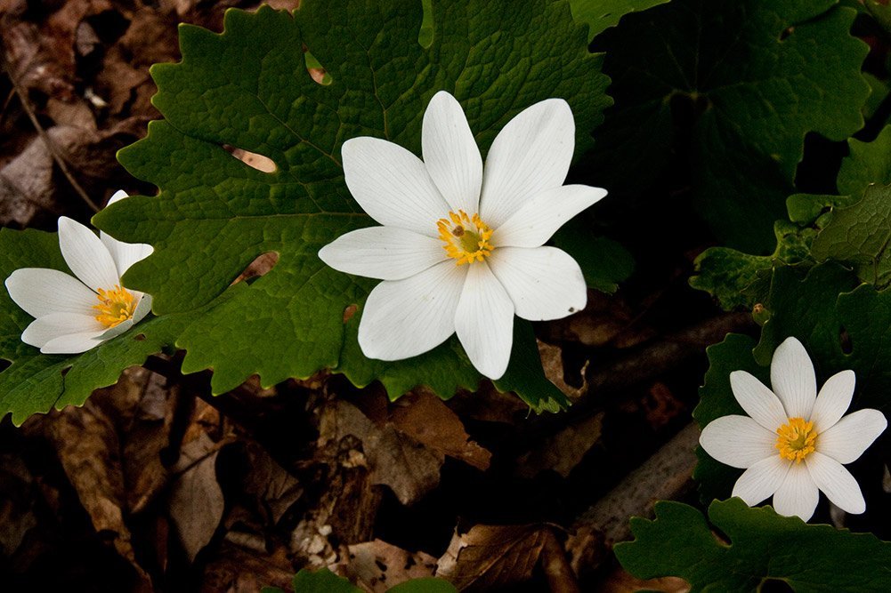 Fine Art Flowers, Wildflower & Botanical Photography | Audra J Shields