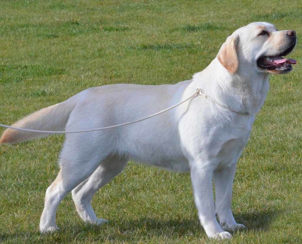 Labrador Retriever en Mexico | Labradorretriever.mx