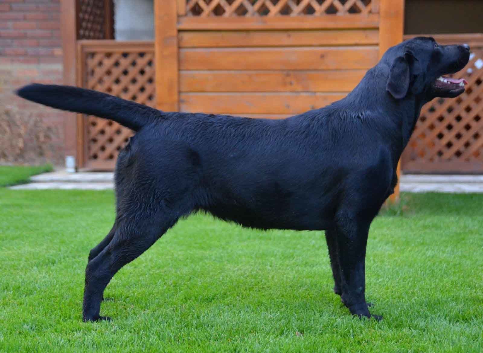 Labrador Retriever en Mexico | Labradorretriever.mx