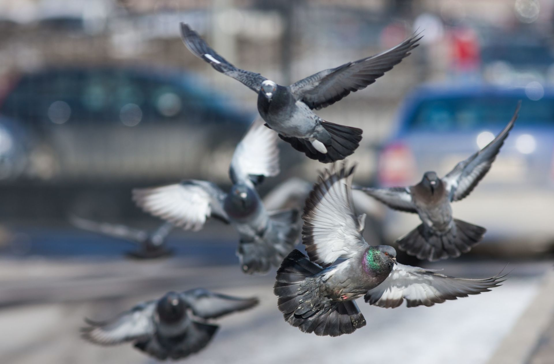 Bed Bug & Pest Removal, Rodent Control & More | TNT PEST CONTROL