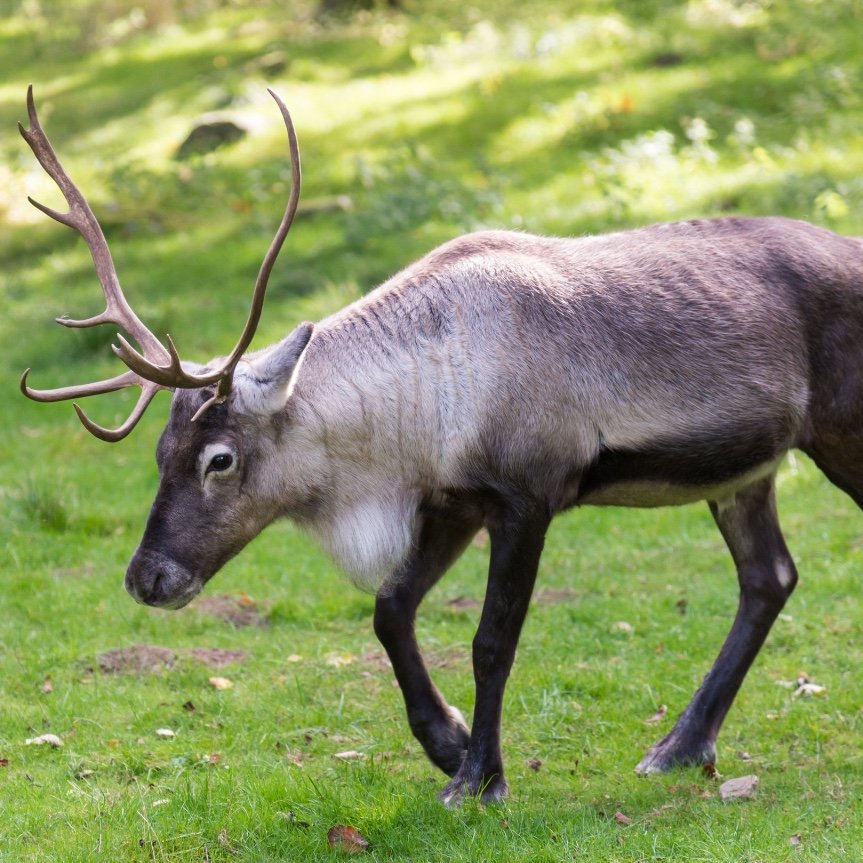 Djuren i Skånes Djurpark