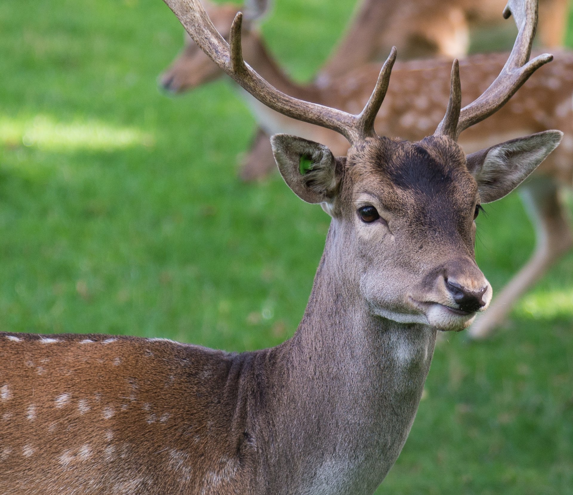 Djuren i Skånes Djurpark