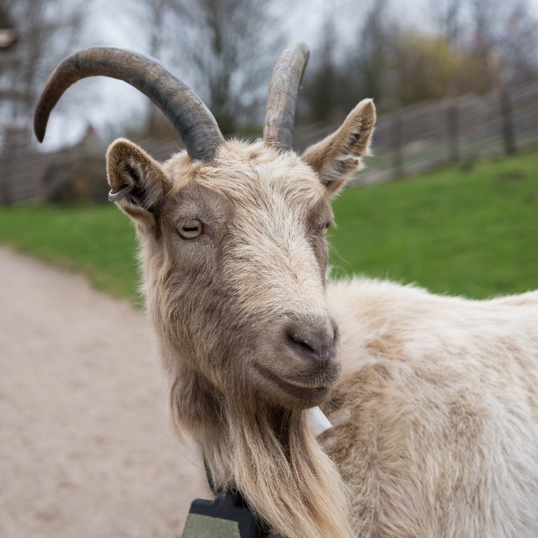 Djuren i Skånes Djurpark