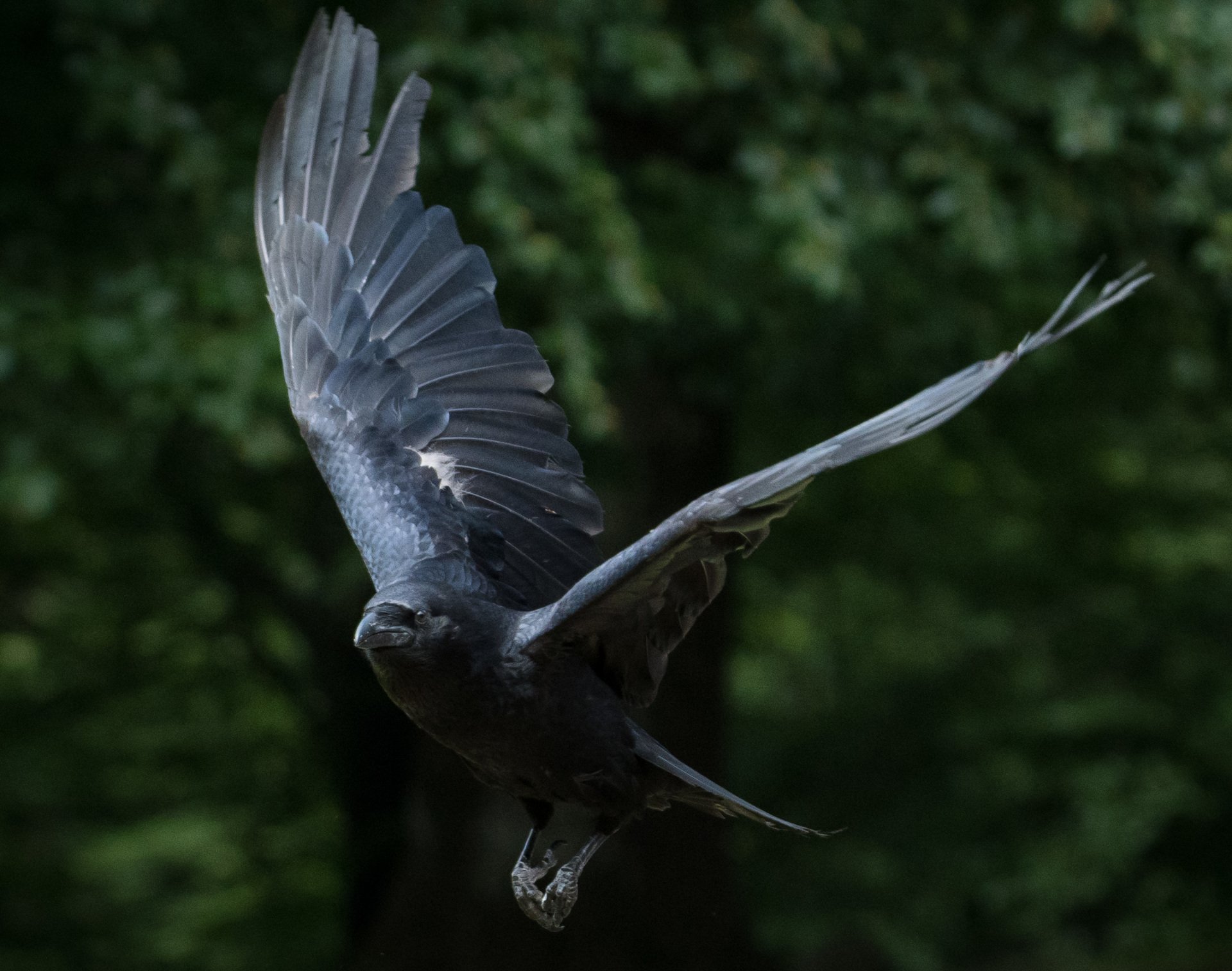 Djuren i Skånes Djurpark