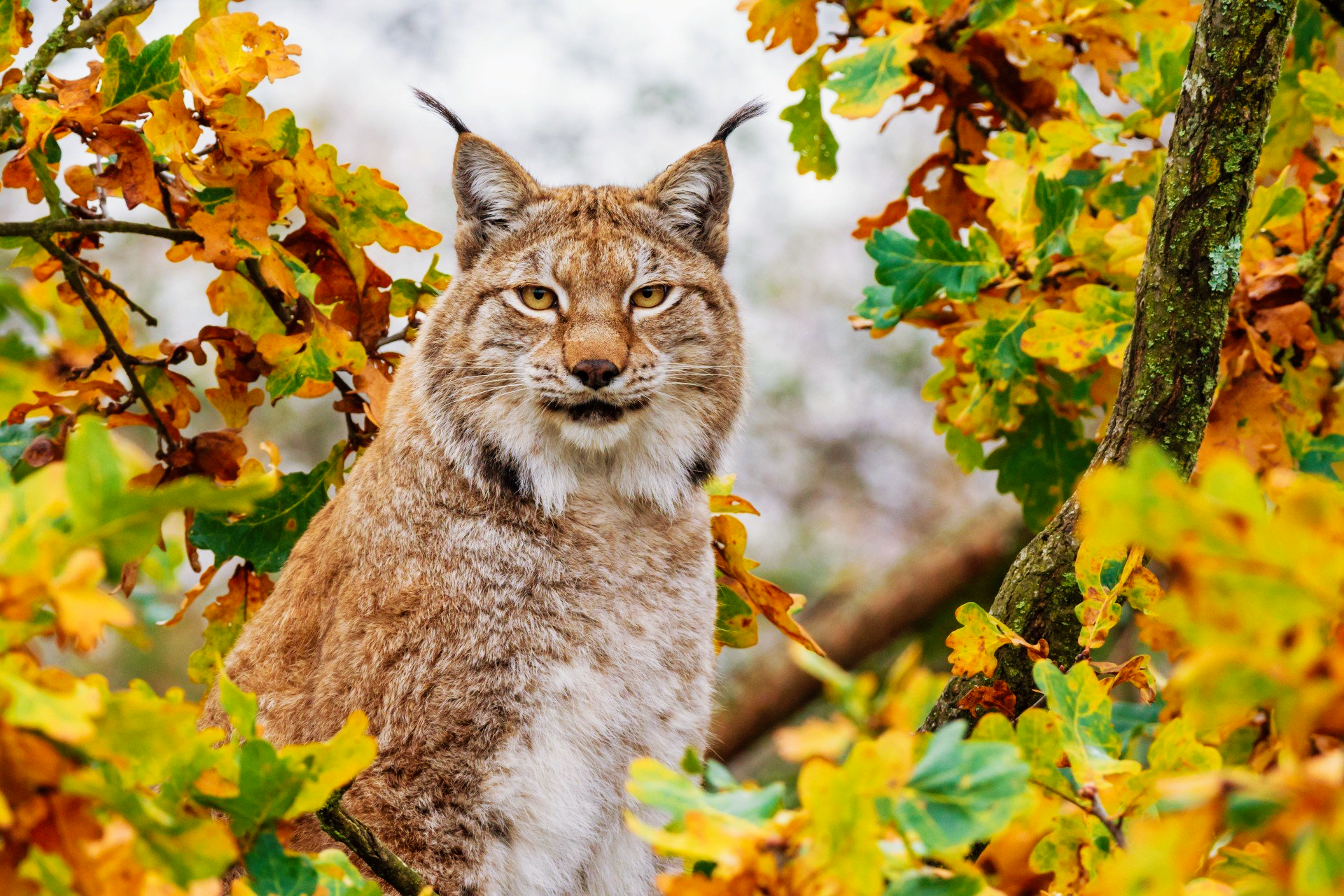 Kom nära lodjur och andra nordiska djur i Skånes Djurpark