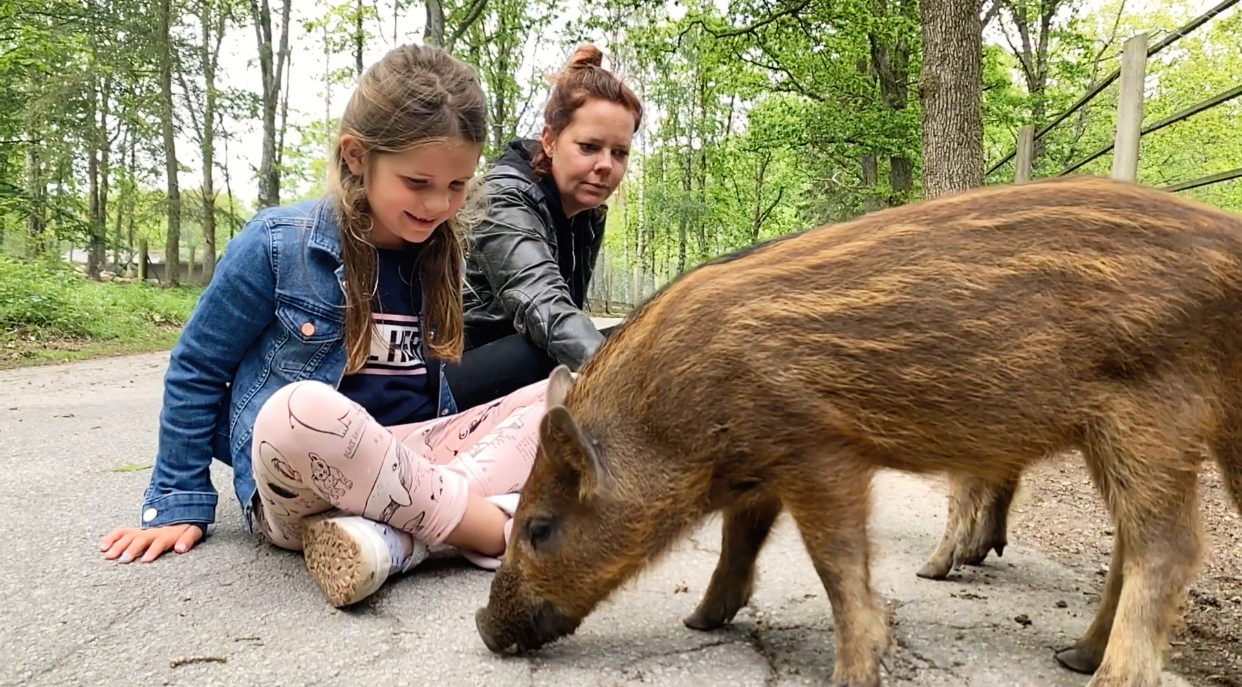 Dovhjort i Skånes Djurpark