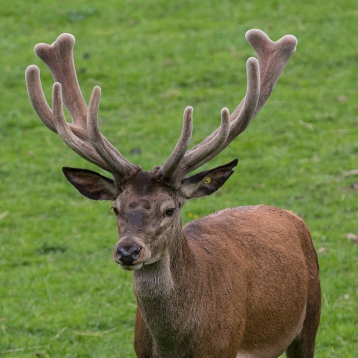 Djuren i Skånes Djurpark