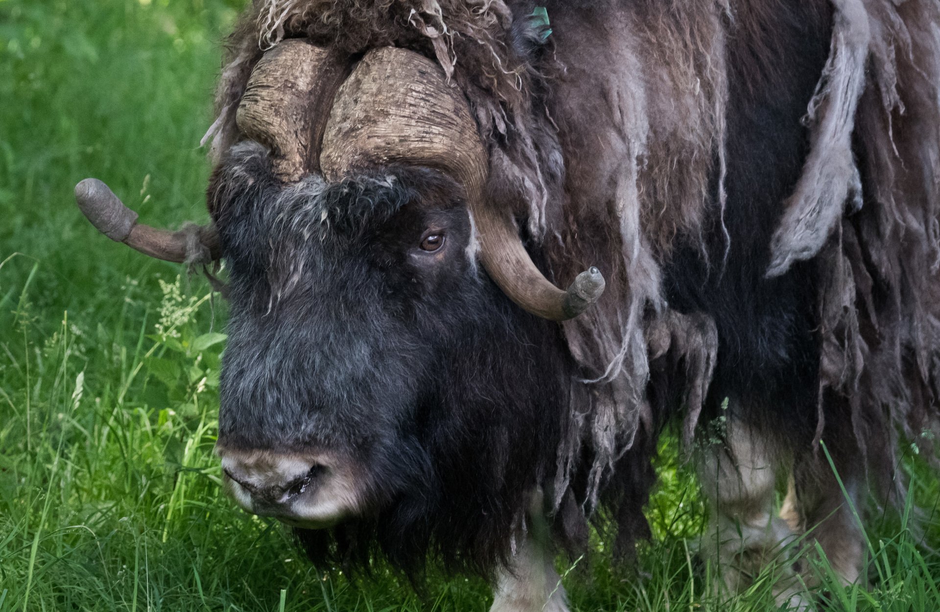 Djuren i Skånes Djurpark