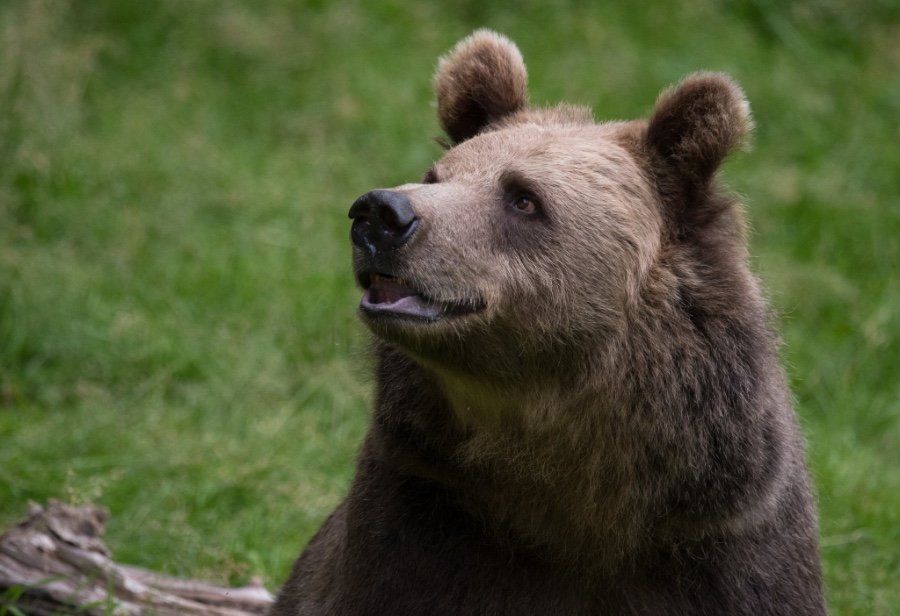 Djuren i Skånes Djurpark