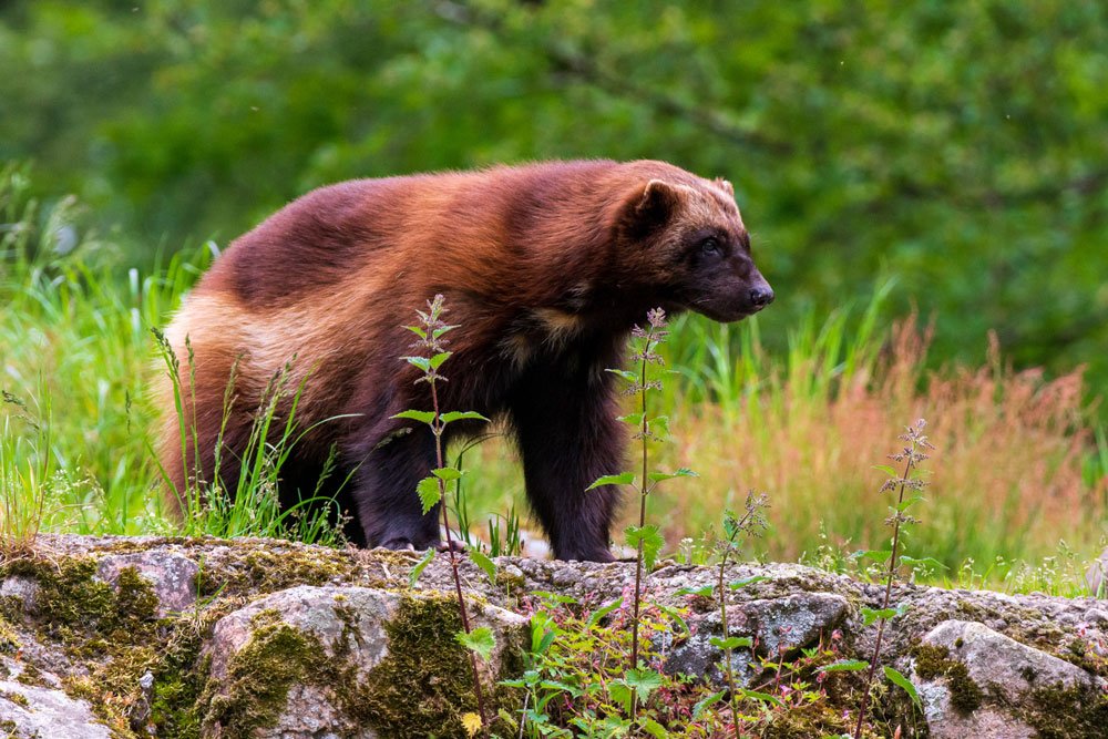 Djuren i Skånes Djurpark
