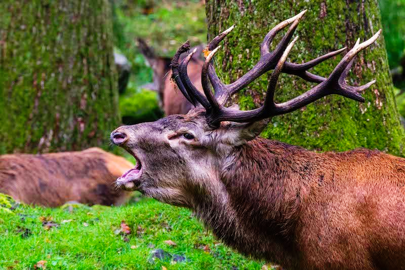 Knubbsäl och Gråsäl i Skånes Djurpark